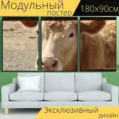 Модульный постер "Корова, сельское хозяйство, крупный рогатый скот" 180 x 90 см. для интерьера
