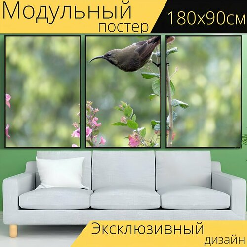 Модульный постер "Птица, солнечная птица, колибри" 180 x 90 см. для интерьера