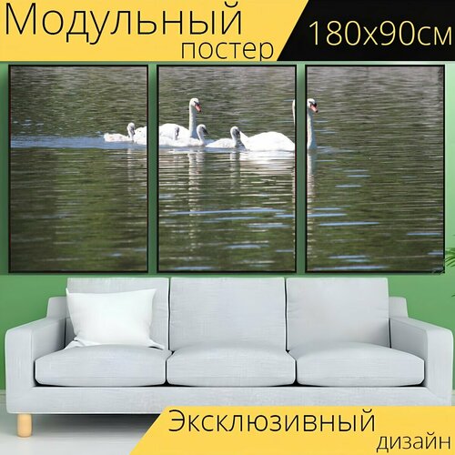 Модульный постер "Лебединая семья, озеро, воды" 180 x 90 см. для интерьера
