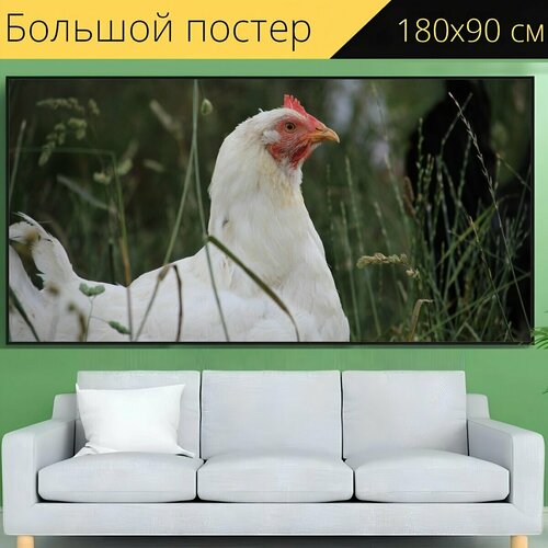Большой постер "Белый, курица, трава" 180 x 90 см. для интерьера