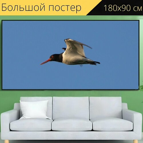 Большой постер "Летающие устричный ловец, устричный ловец, водоплавающая птица" 180 x 90 см. для интерьера