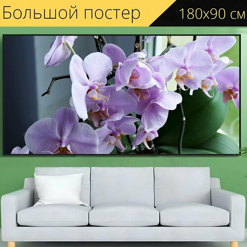Большой постер "Орхидея, цветок, закрывать" 180 x 90 см. для интерьера