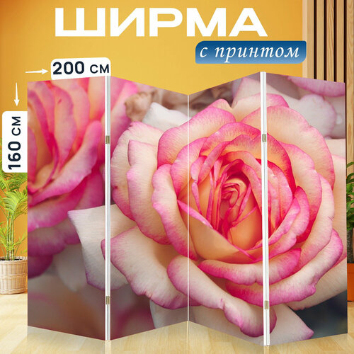 Ширма перегородка с принтом "Роза, розовый, желтый" на холсте - 200x160 см. для зонирования, раскладная