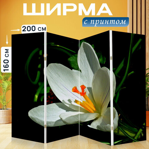 Ширма перегородка с принтом "Крокус, цветок, весна" на холсте - 200x160 см. для зонирования, раскладная