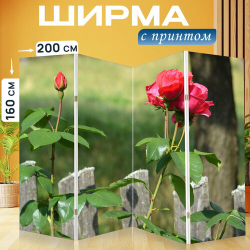 Ширма перегородка с принтом "Роза, цветок, цвести" на холсте - 200x160 см. для зонирования, раскладная