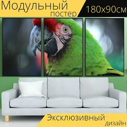 Модульный постер "Попугай, ара, красный" 180 x 90 см. для интерьера