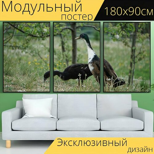 Модульный постер "Утка, животное, гусь" 180 x 90 см. для интерьера