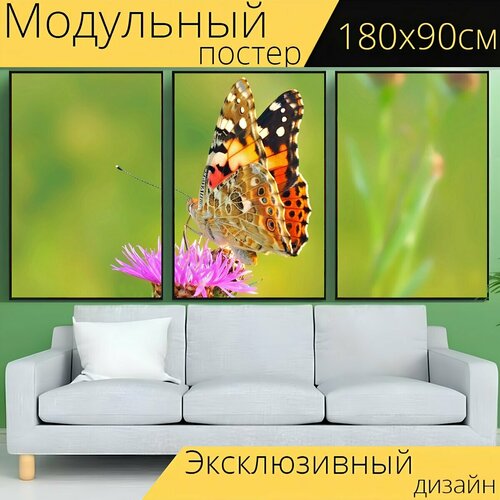 Модульный постер "Бабочка, ванесса кардуи, эдельфальтер" 180 x 90 см. для интерьера