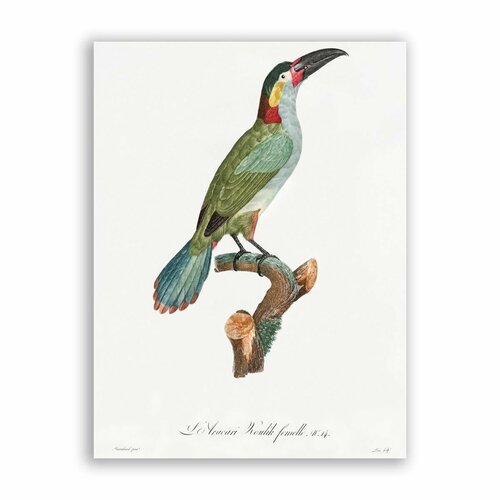 Картина на холсте, репродукция / Des Oiseaux de Paradis / Размер 30 x 40 см