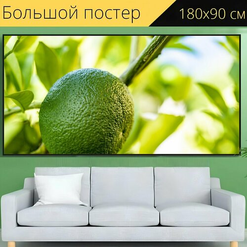 Большой постер "Горький апельсин, зеленый апельсин, фрукты" 180 x 90 см. для интерьера