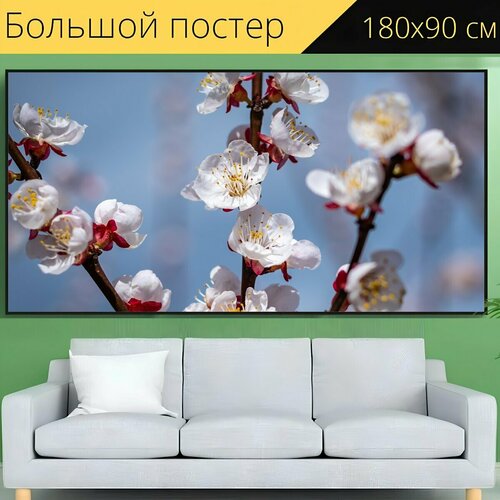 Большой постер "Расцветает, весна, абрикосы" 180 x 90 см. для интерьера