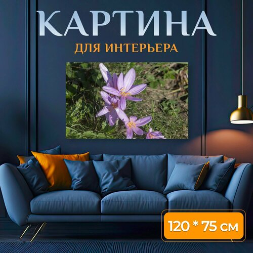 Картина на холсте "Уайлдфлауэр, луговой цветок, цветок" на подрамнике 120х75 см. для интерьера