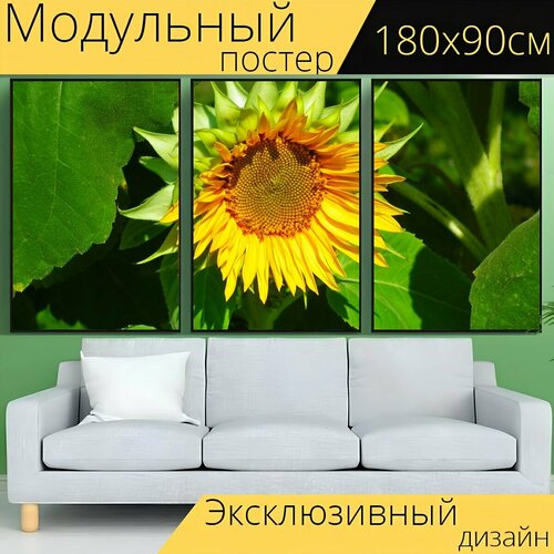 Модульный постер "Подсолнечник, цветок, желтый цветок" 180 x 90 см. для интерьера