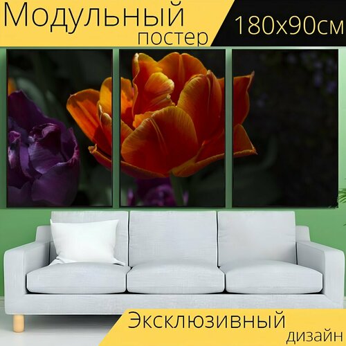 Модульный постер "Тюльпаны, цветок, природа" 180 x 90 см. для интерьера