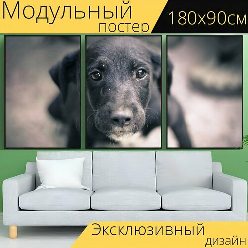 Модульный постер "Собака, талисман, животное" 180 x 90 см. для интерьера