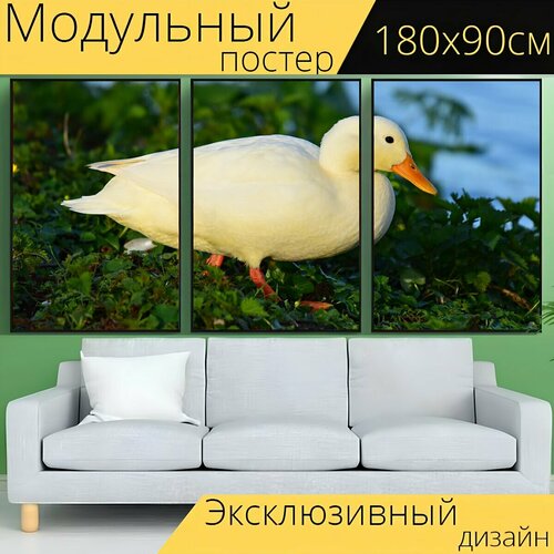 Модульный постер "Утка, кряква, водоплавающая птица" 180 x 90 см. для интерьера