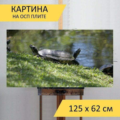Картина на ОСП 125х62 см. "Черепахи, природа, солнечные ванны" горизонтальная, для интерьера, с креплениями
