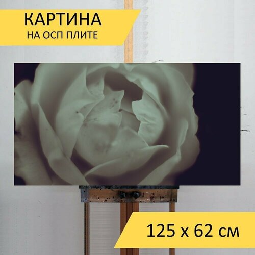 Картина на ОСП 125х62 см. "Белая роза, цветы, цветущий" горизонтальная, для интерьера, с креплениями