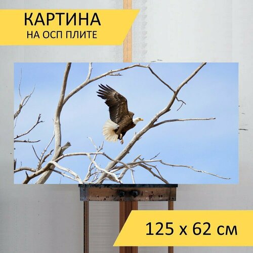 Картина на ОСП 125х62 см. "Орел, белоголовый орлан, полет" горизонтальная, для интерьера, с креплениями