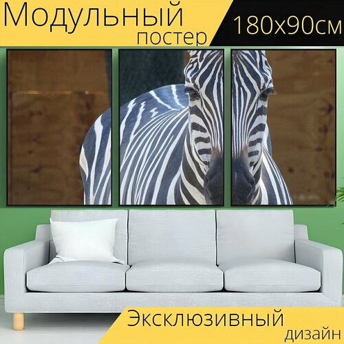 Модульный постер "Зебра, животное, зоопарк" 180 x 90 см. для интерьера