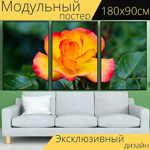 Модульный постер "Розы, желтый, цвести" 180 x 90 см. для интерьера