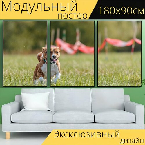 Модульный постер "Собака, бег, парк" 180 x 90 см. для интерьера