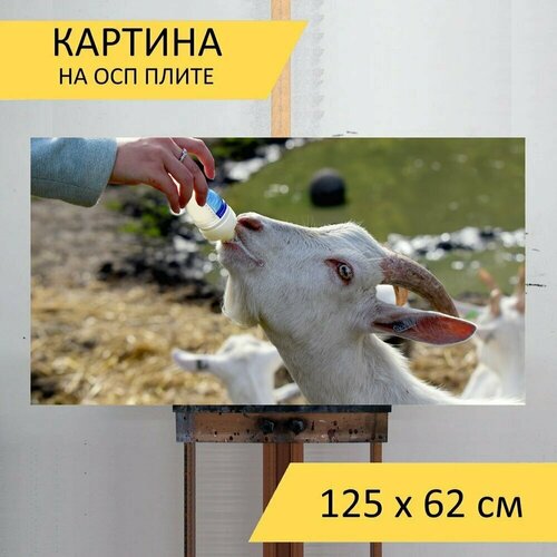 Картина на ОСП 125х62 см. "Белая коза, животное, ребенок" горизонтальная, для интерьера, с креплениями