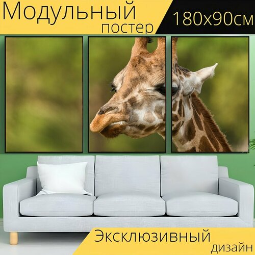 Модульный постер "Жирафа, животное, голова" 180 x 90 см. для интерьера