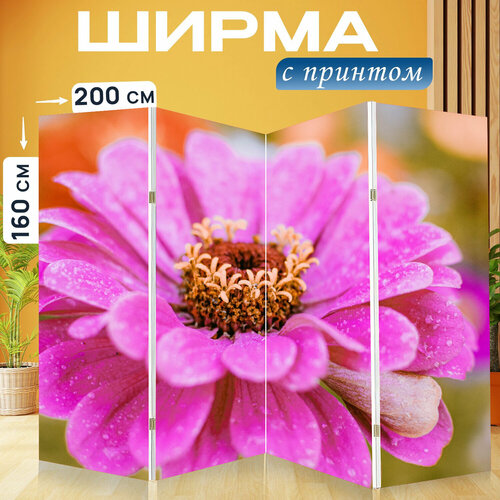 Ширма перегородка с принтом "Цинния, цветок, влажные" на холсте - 200x160 см. для зонирования, раскладная