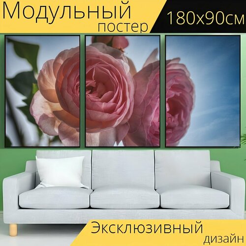 Модульный постер "Розы, розовый, расцветает" 180 x 90 см. для интерьера