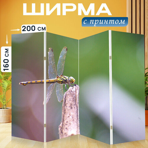 Ширма перегородка с принтом "Стрекоза, насекомое, цветы" на холсте - 200x160 см. для зонирования, раскладная