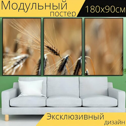 Модульный постер "Кукуруза, пшеница, поле" 180 x 90 см. для интерьера