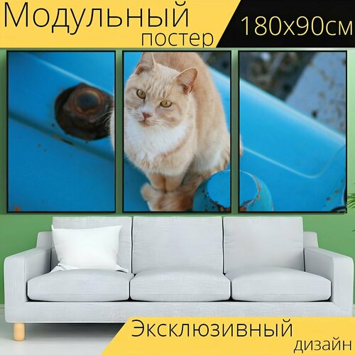 Модульный постер "Кошка, смотреть, глаза" 180 x 90 см. для интерьера
