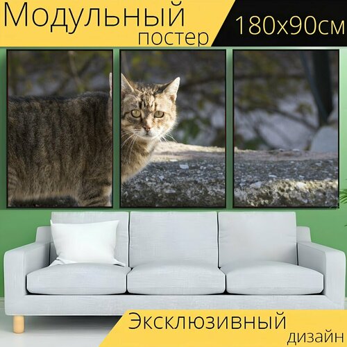 Модульный постер "Кошка, котенок, кошачий" 180 x 90 см. для интерьера