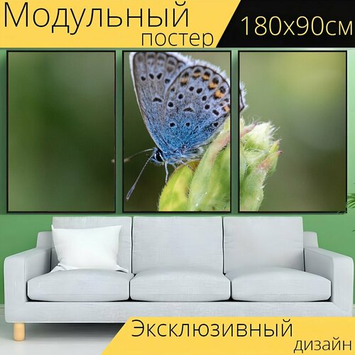 Модульный постер "Бабочка, синий, природа" 180 x 90 см. для интерьера