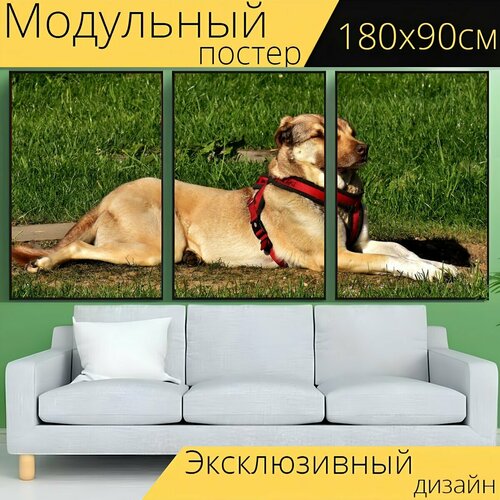 Модульный постер "Собака, шерсть, животное" 180 x 90 см. для интерьера