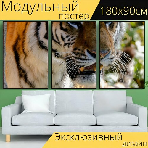 Модульный постер "Животное, хищник, тигр" 180 x 90 см. для интерьера