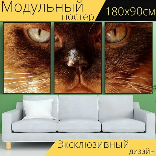 Модульный постер "Британская короткошерстная кошка, кот, кошка породы" 180 x 90 см. для интерьера