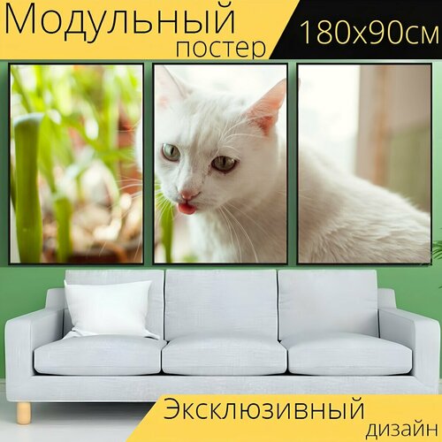 Модульный постер "Кот, белый, кошка" 180 x 90 см. для интерьера