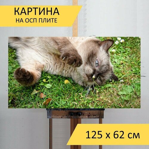 Картина на ОСП 125х62 см. "Британская короткошерстная кошка, кот, домашнее животное" горизонтальная, для интерьера, с креплениями
