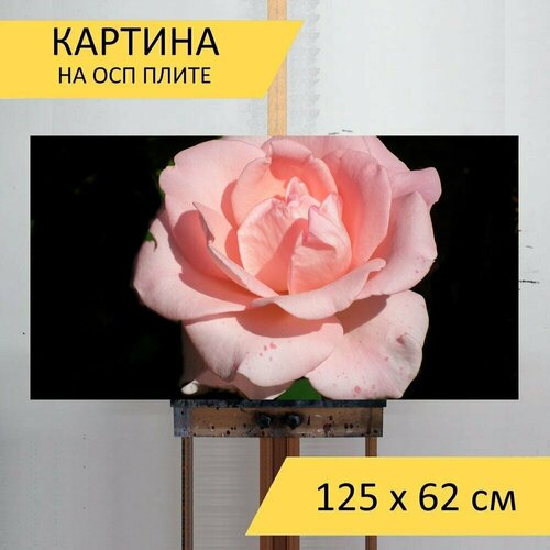 Картина на ОСП 125х62 см. "Цветок, роуз, розовый" горизонтальная, для интерьера, с креплениями