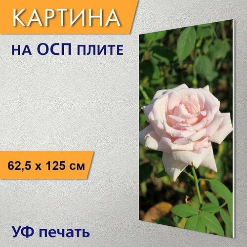 Вертикальная картина на ОСП "Роза, цветок, розовый" 62x125 см. для интерьериа