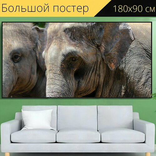 Большой постер "Животное, слон, зоопарк" 180 x 90 см. для интерьера