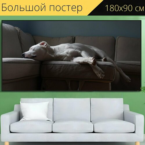 Большой постер "Белый, собака, диван" 180 x 90 см. для интерьера