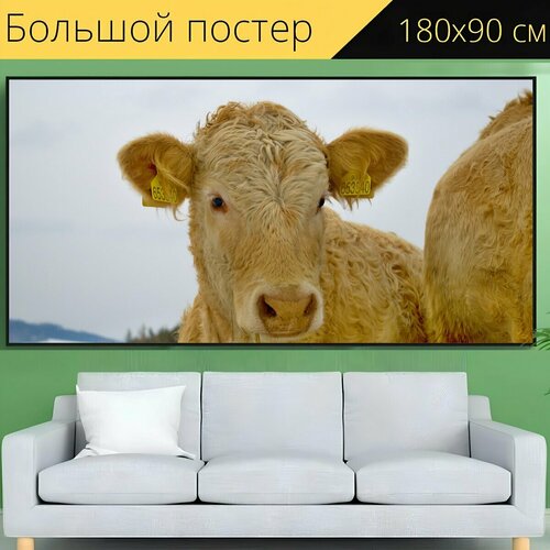 Большой постер "Телец, животное, корова" 180 x 90 см. для интерьера