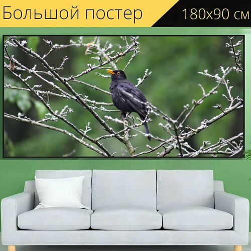 Большой постер "Черный дрозд, птица, дикая природа" 180 x 90 см. для интерьера