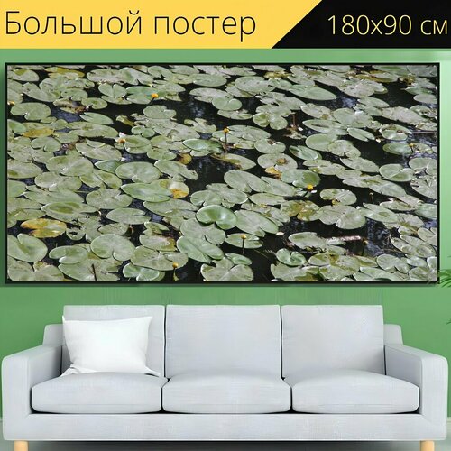 Большой постер "Кувшинки, желтая кувшинка, кубышка" 180 x 90 см. для интерьера