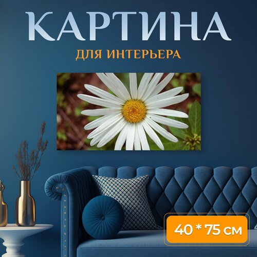 Картина на холсте "Маргаритка, цветок, завод" на подрамнике 75х40 см. для интерьера