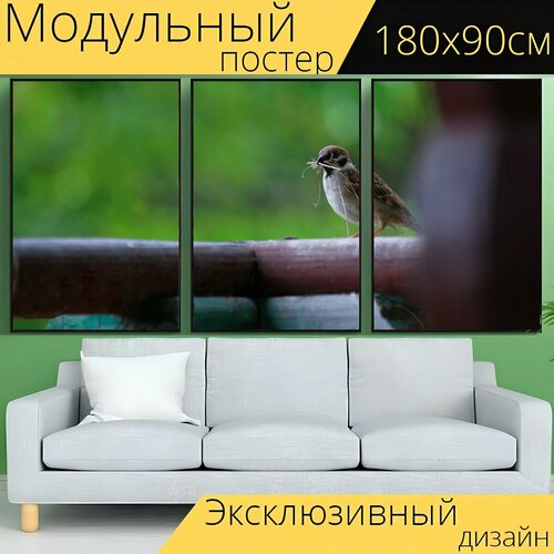 Модульный постер "Воробей, птица, клюв" 180 x 90 см. для интерьера