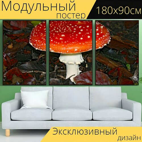 Модульный постер "Гриб, грибы, природа" 180 x 90 см. для интерьера